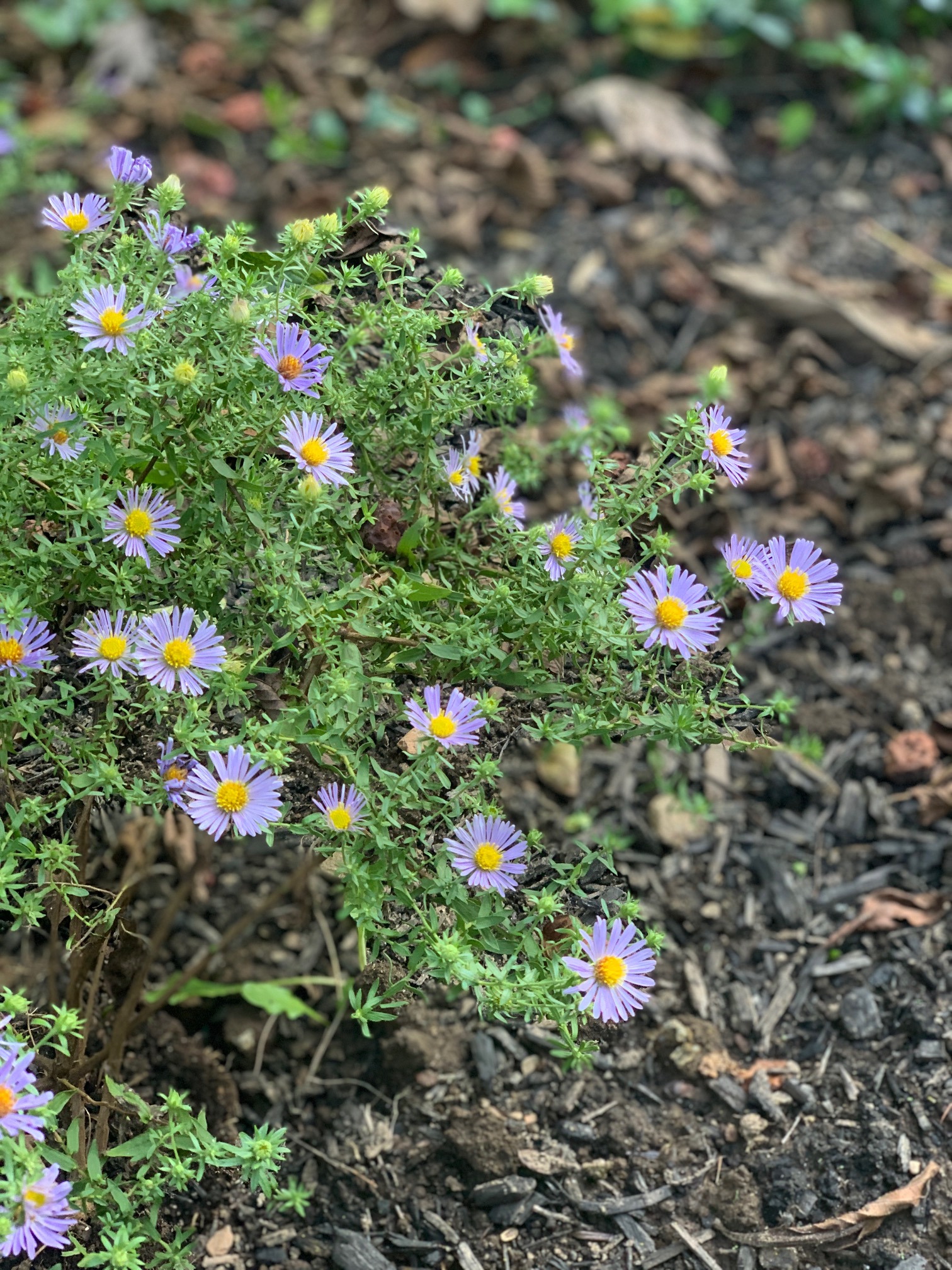 The (somewhat limited) Fall Fun List - Laura Vanderkam