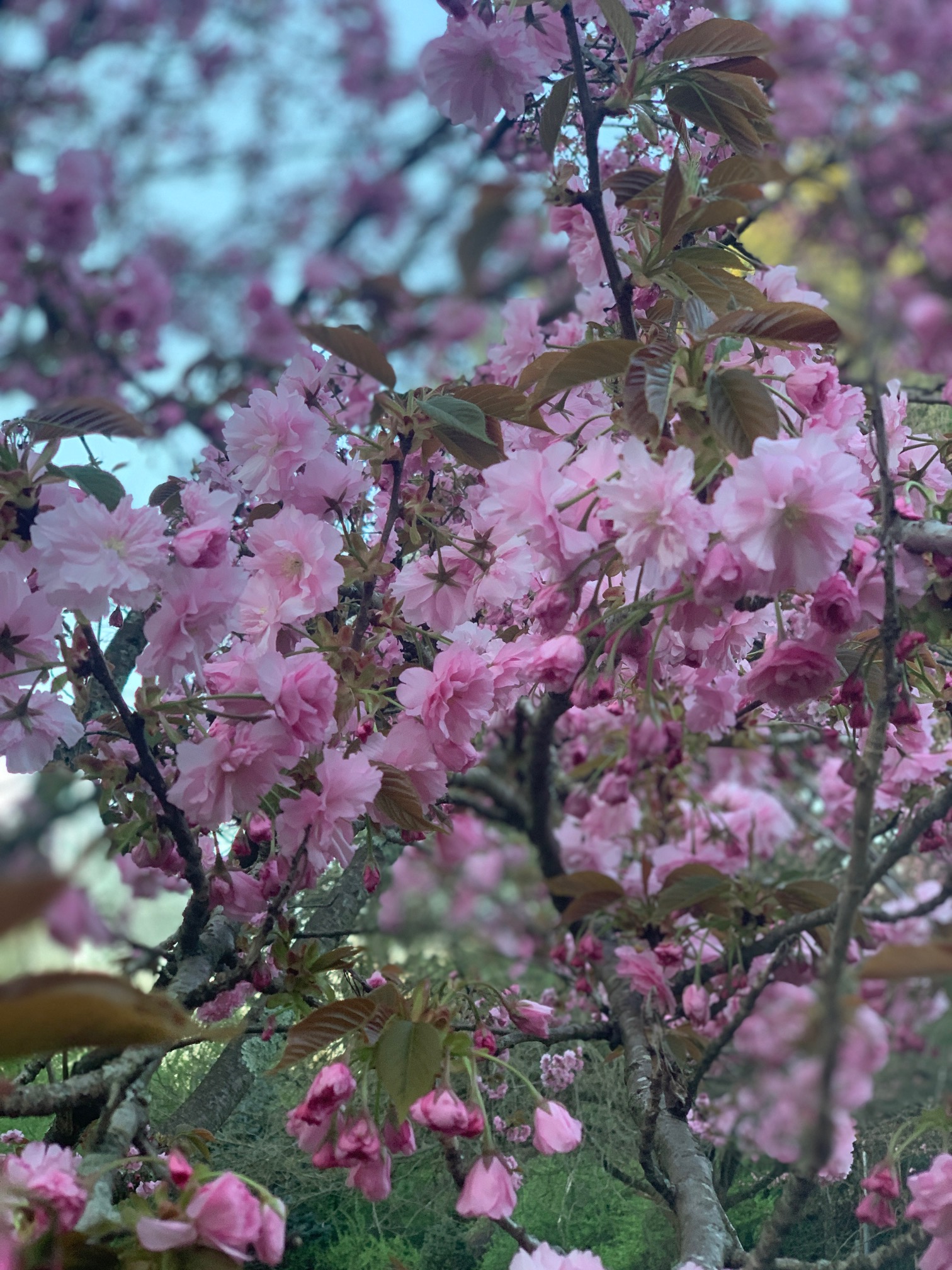 Weekend: Cherry trees and tulips - Laura Vanderkam