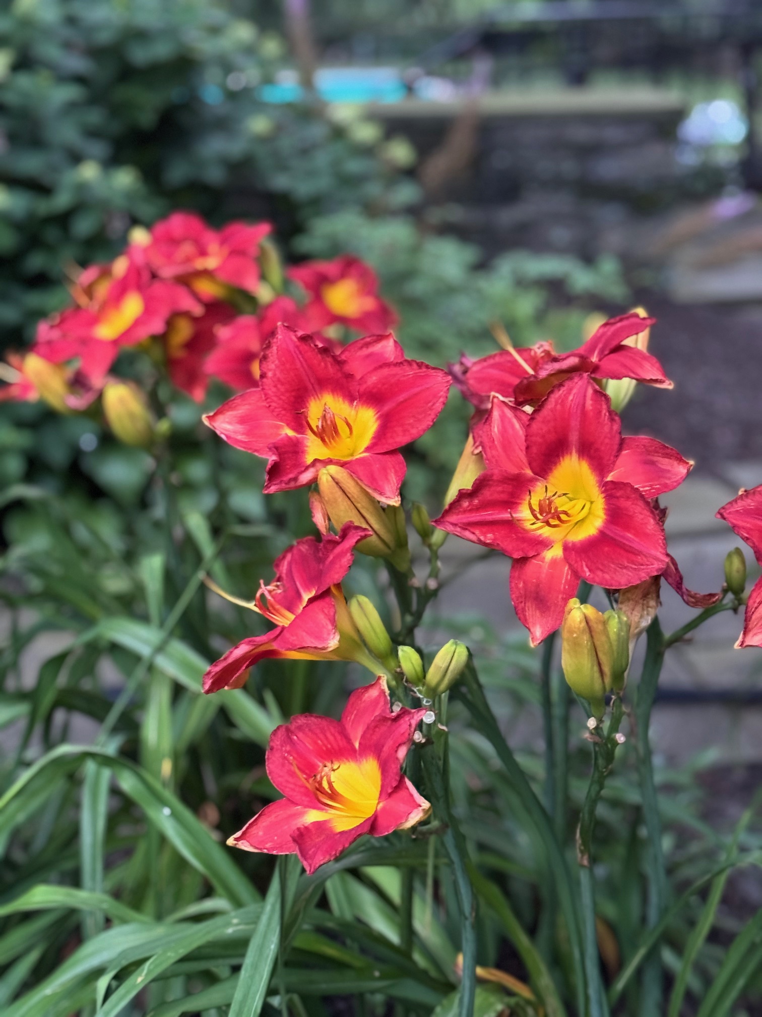 Friday round-up: Book edits, camp shows, trip planning - Laura Vanderkam